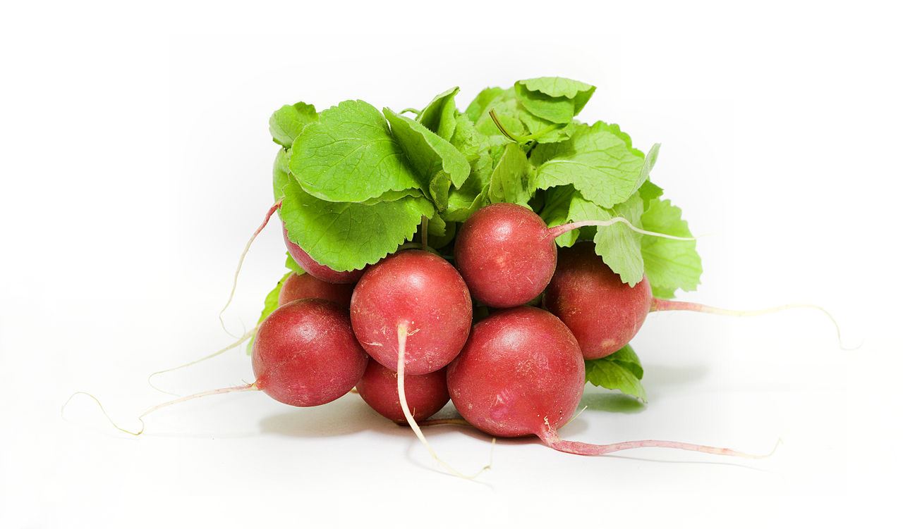 Reďkovka - Obľúbená pochúťka či je leto či zima + účinky, pestovanie ...